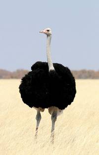 Aviornis International Nederland: Loopvogels