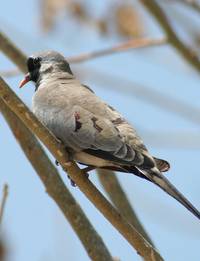 Aviornis International Nederland: Wilde duiven