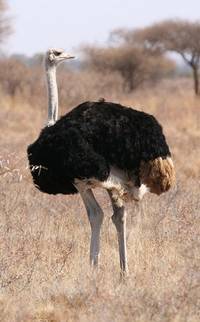 Aviornis International Nederland: Loopvogels