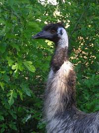 Aviornis International Nederland: Loopvogels